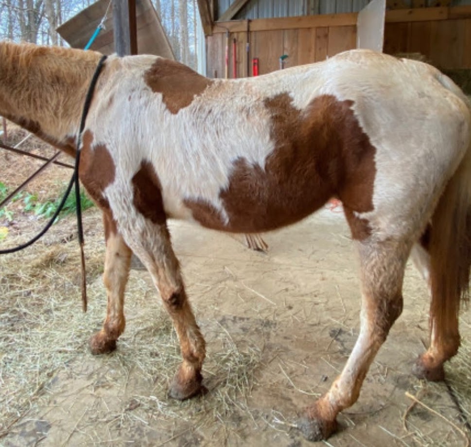 Horse Rescue – RH Farm