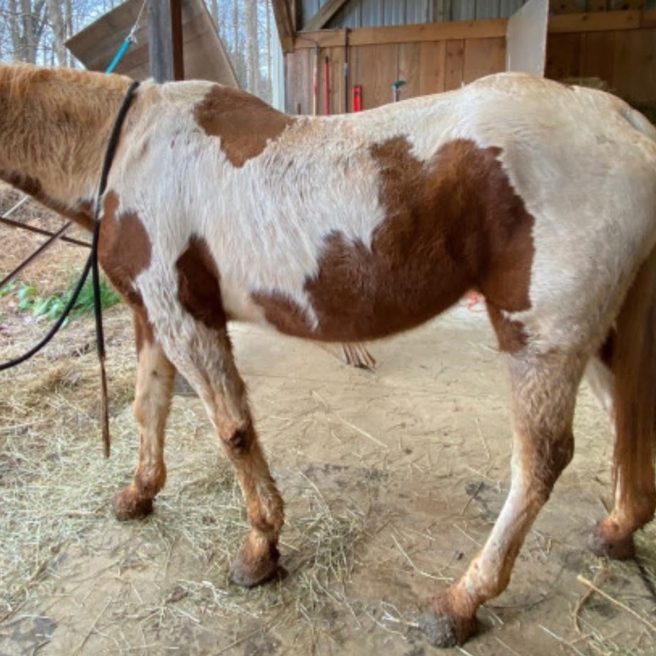 Horse Rescue – RH Farm