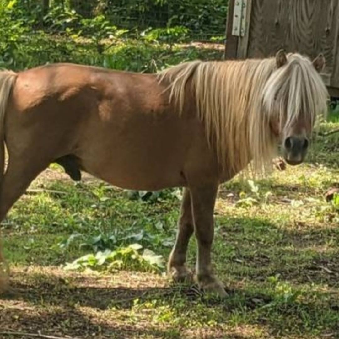 Adopted – RH Farm