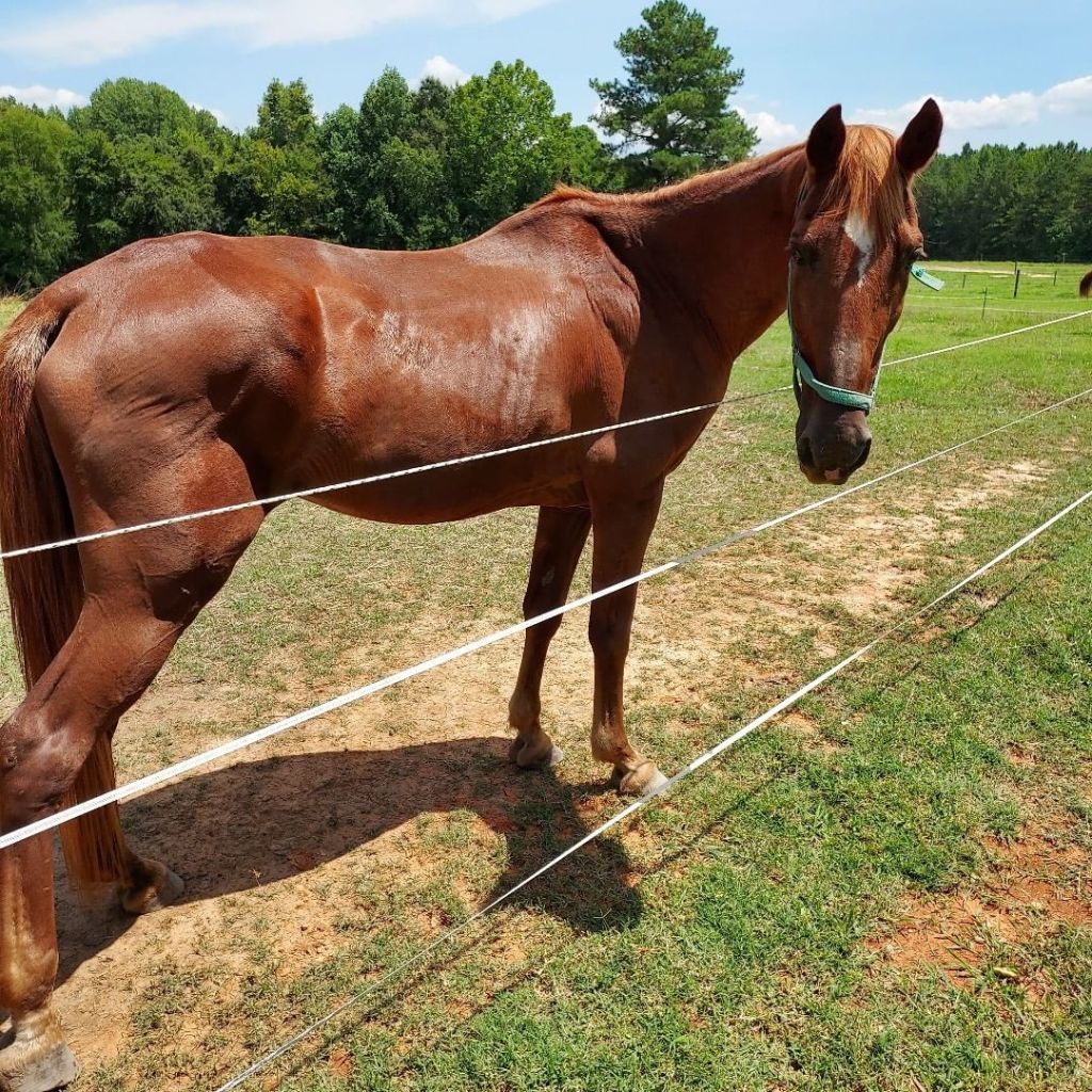 Adopted – RH Farm