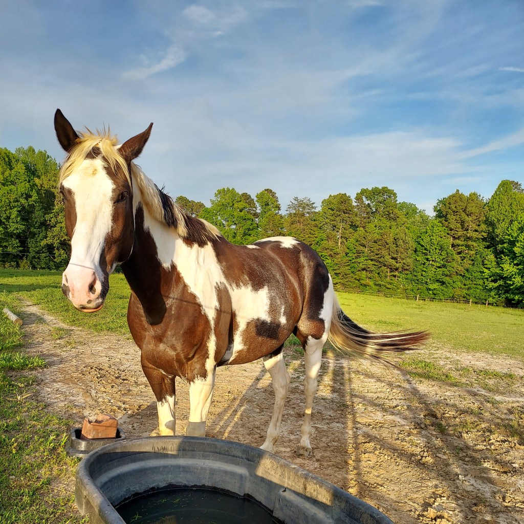 ACE – RH Farm