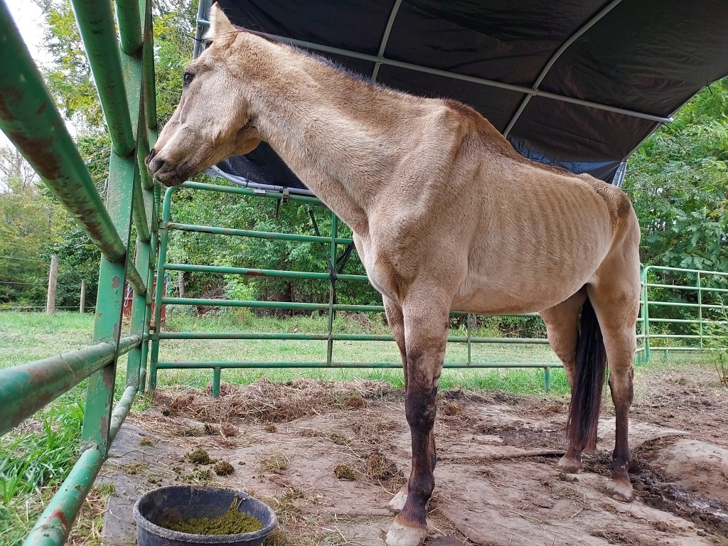 Horse Rescue – RH Farm
