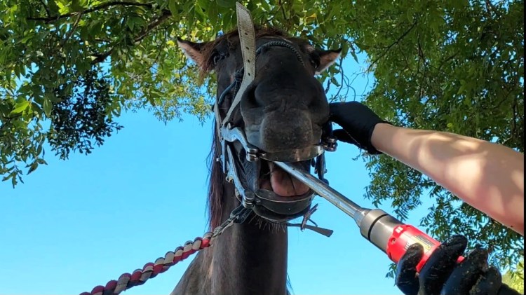 Horse Rescue – RH Farm