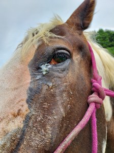 Horse Rescue – RH Farm