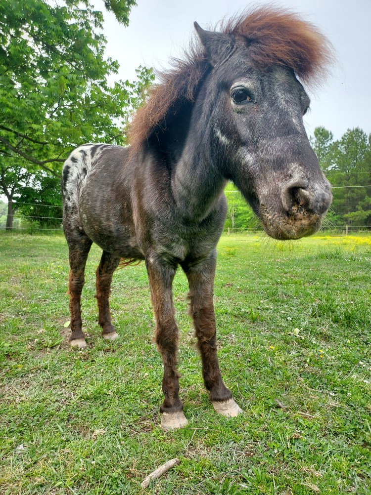 Available Horses – RH Farm
